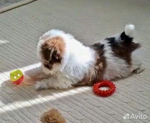 Красно-белый Йорк