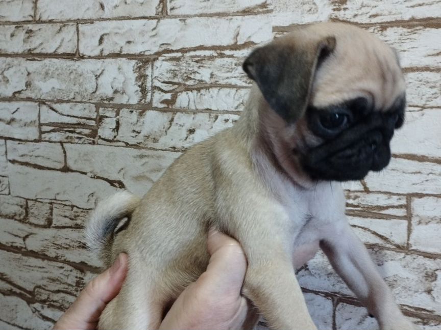 Щенки мопса девочка