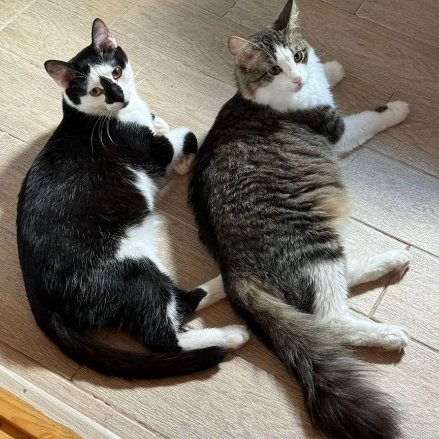 Котики подростки