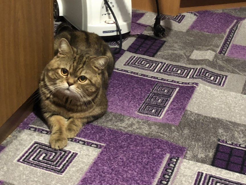 Британец, ищет британскую кошечку для вязки