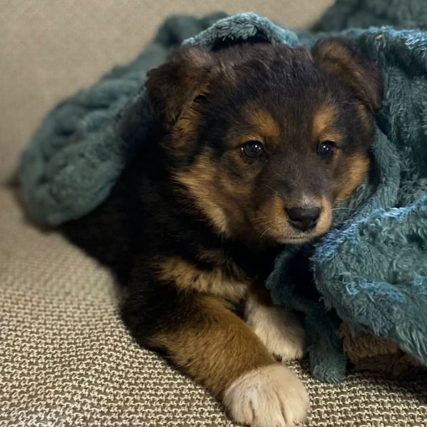 Щенок в добрые руки