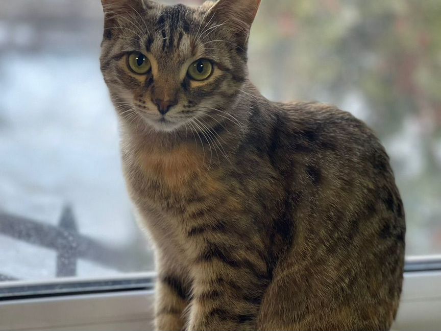 Ляля в добрые руки