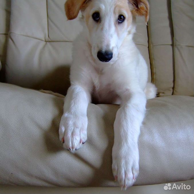 Щенки русской борзой