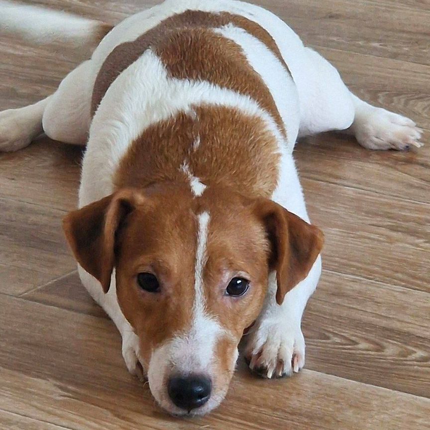 Джек-рассел-терьер, взрослая собака