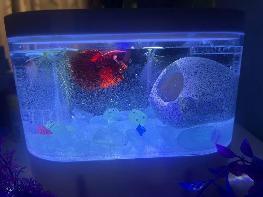 Рыбка петушок двухвостый