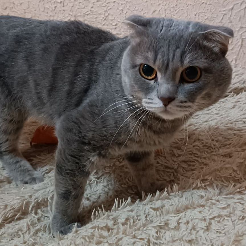 Британский короткошёрстный, взрослый кот