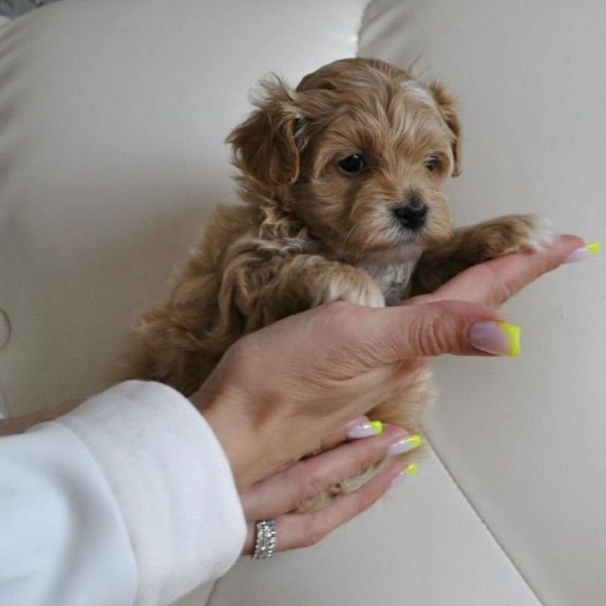 Щенки мальтипу f1 мини в Москеве