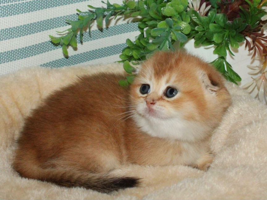 Золотой котик