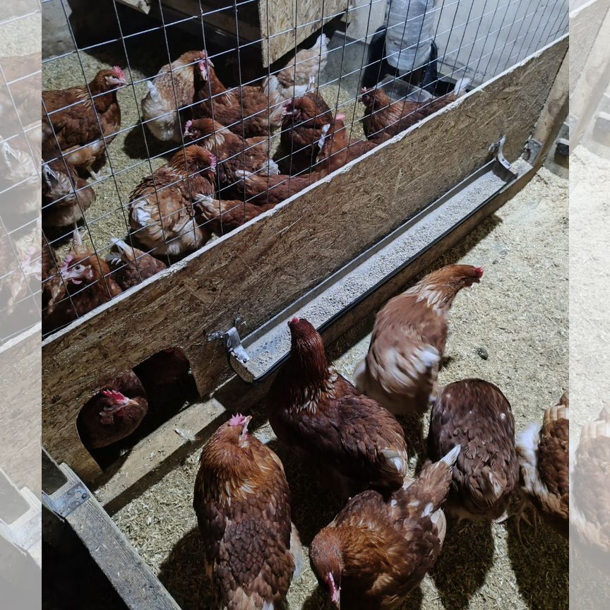 Куры несушки 6 месяцев