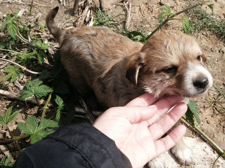 Невероятная девочка ищет дом