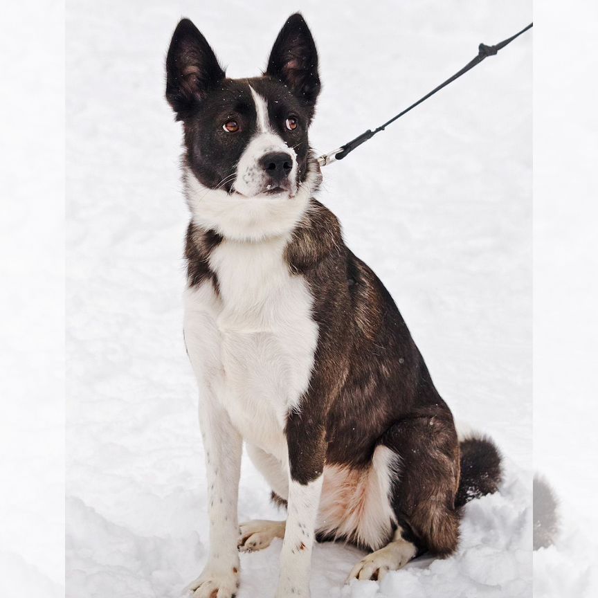 Собака в добрые руки