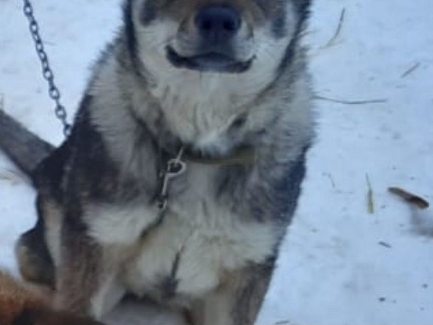 Люся. Девочка – собачка. Живёт под грузовиком