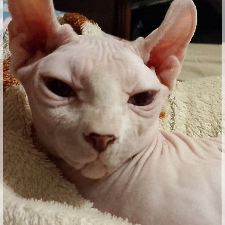 Канадский сфинкс котёнок