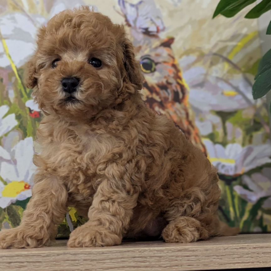 Кукольная той-пудель девочка с документами