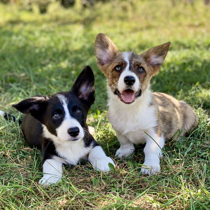 Щенки Вельш Корги Кардиган