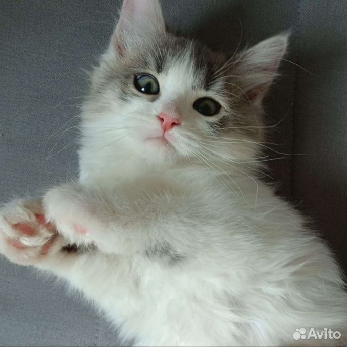 Трёхцветная Сибирская милашка с доставкой