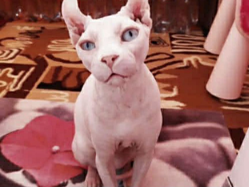 Кошка стерилизована Эльф 3 года