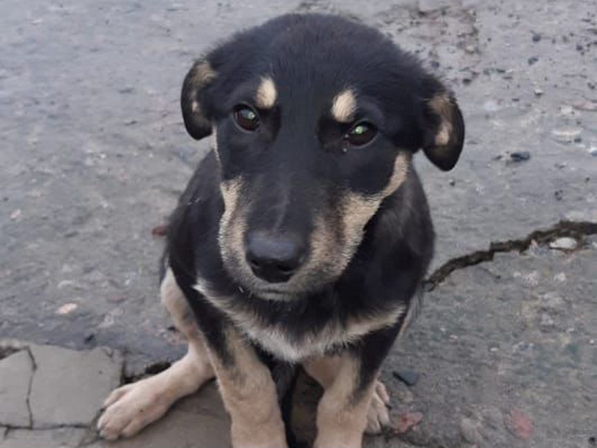 Щенок, девочка, в добрые ручки