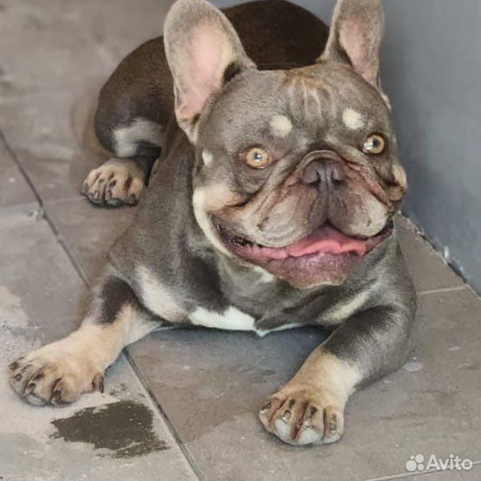 Вызка французский бульдог
