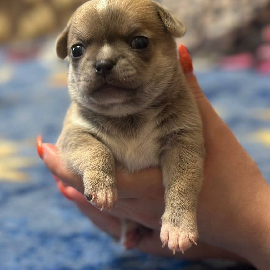 Чихуахуа, щенок