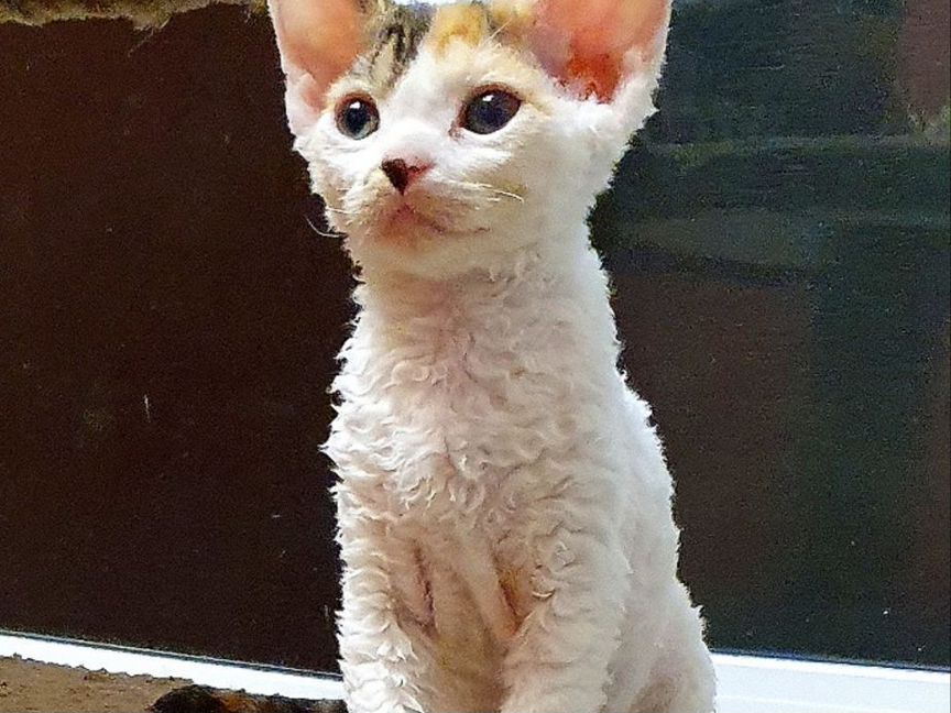 Котята девон-рекс