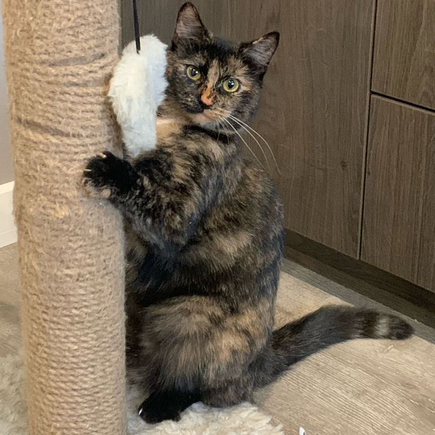 Взрослая, Девочка кошка в добрые руки