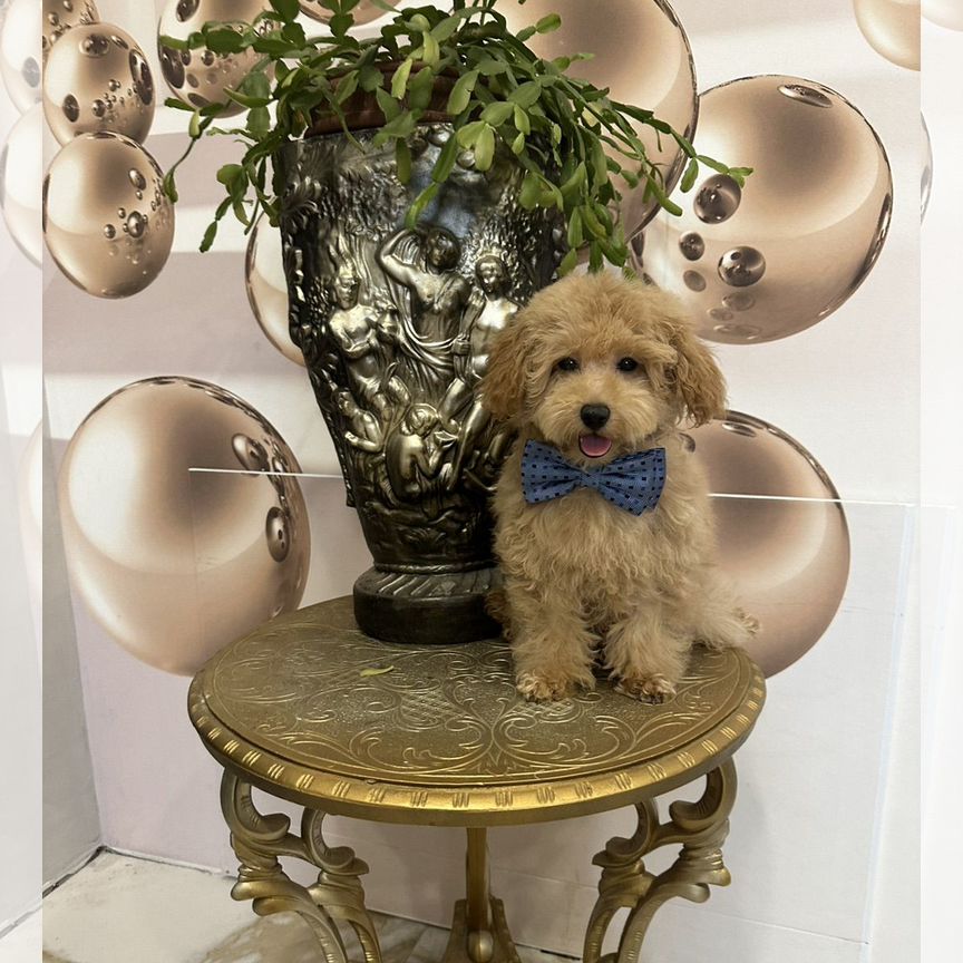 Мальтипушка юниор-maltipoo mini