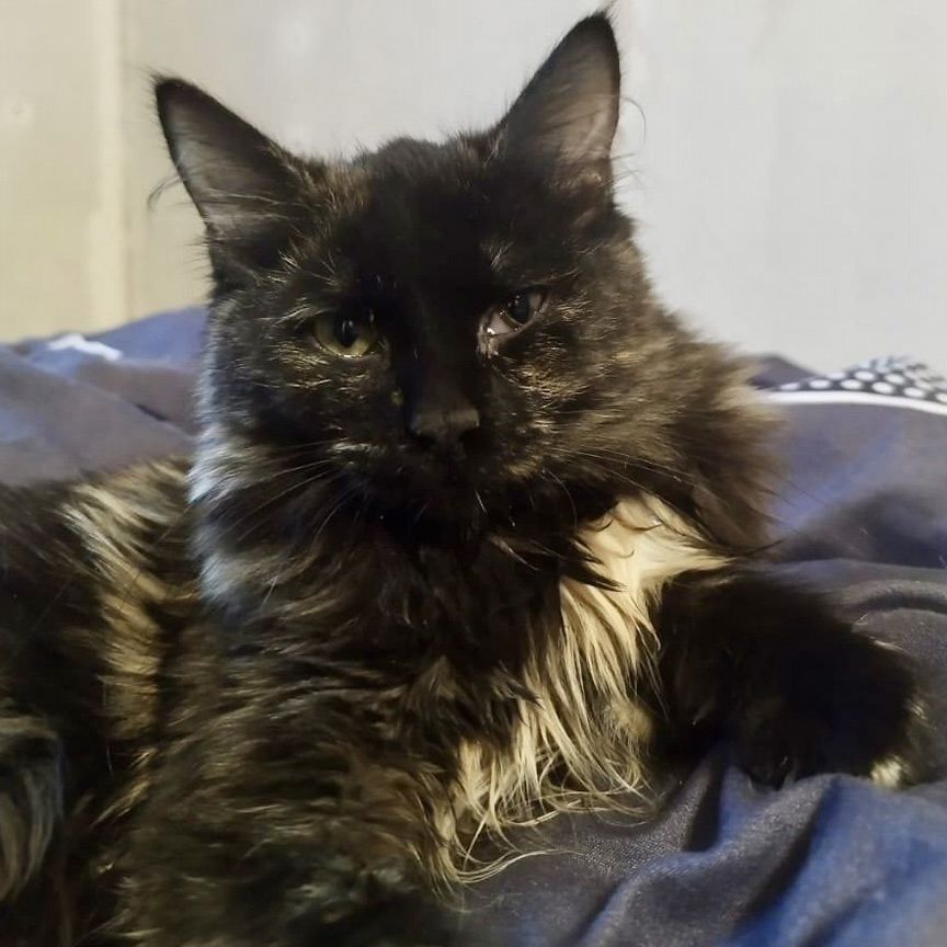 Взрослая кошка в добрые руки