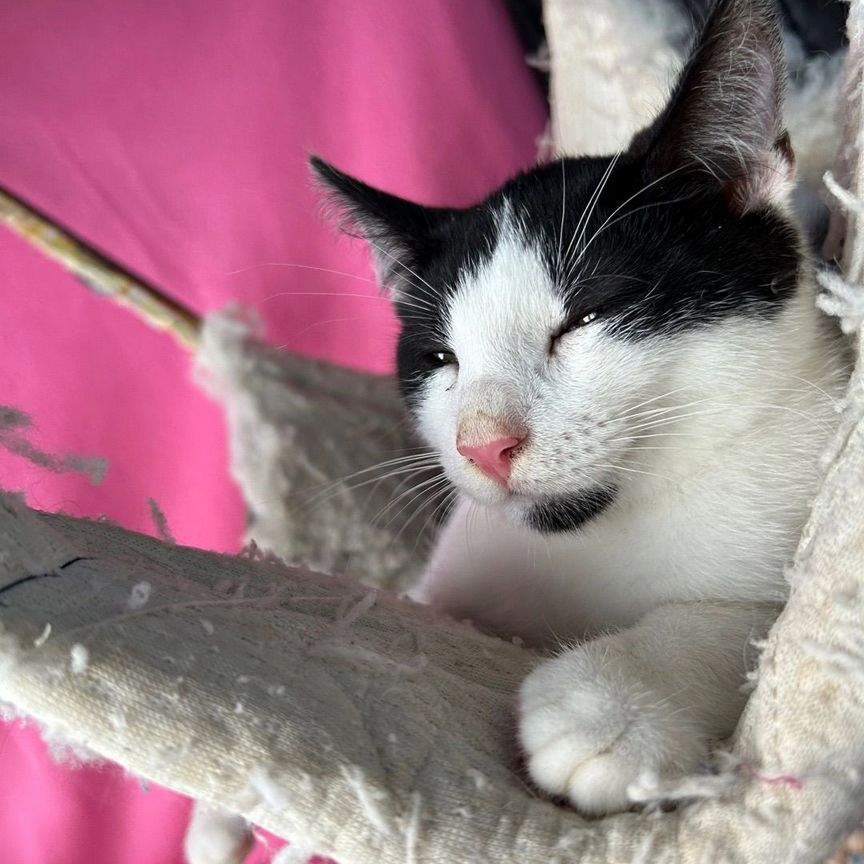 Котеночек розовый носик ищет дом