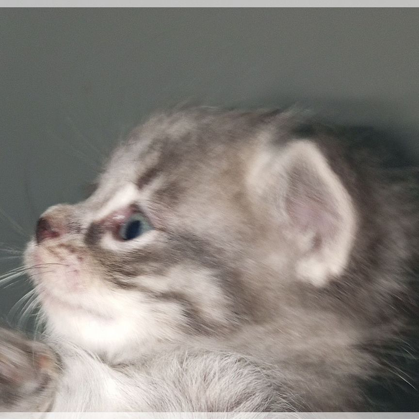 Котёнок в добрые руки