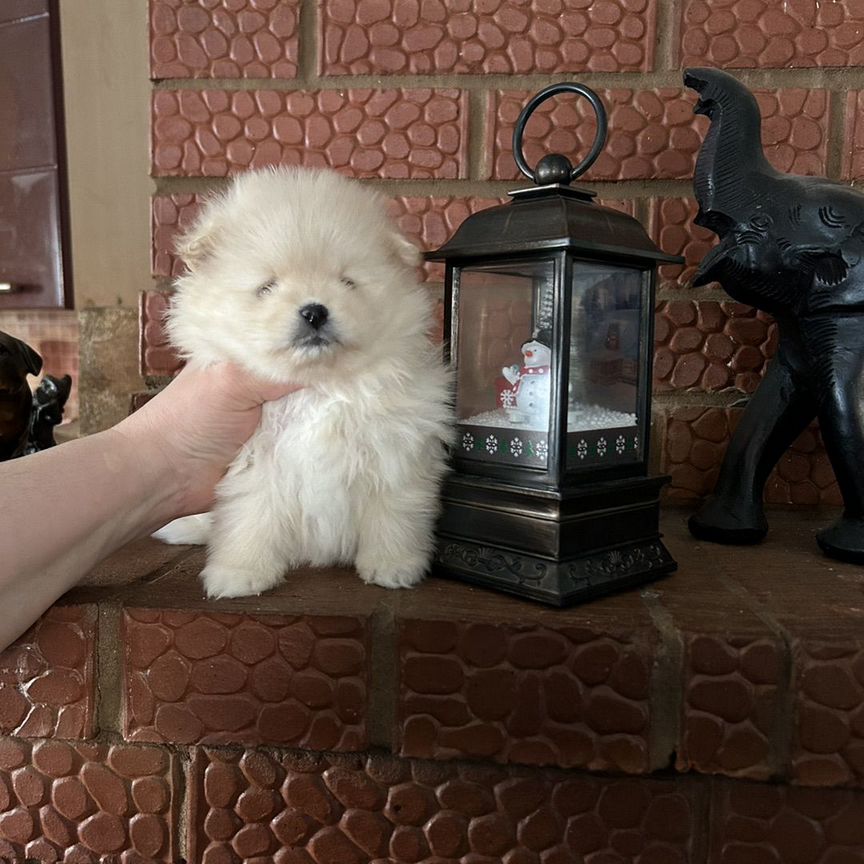 Померанский шпиц, щенок