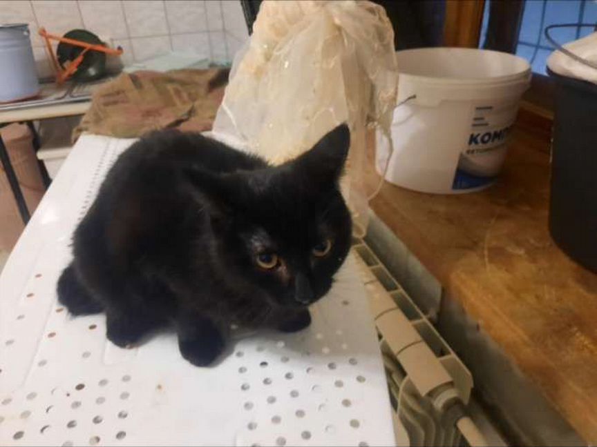 Котята-подростки