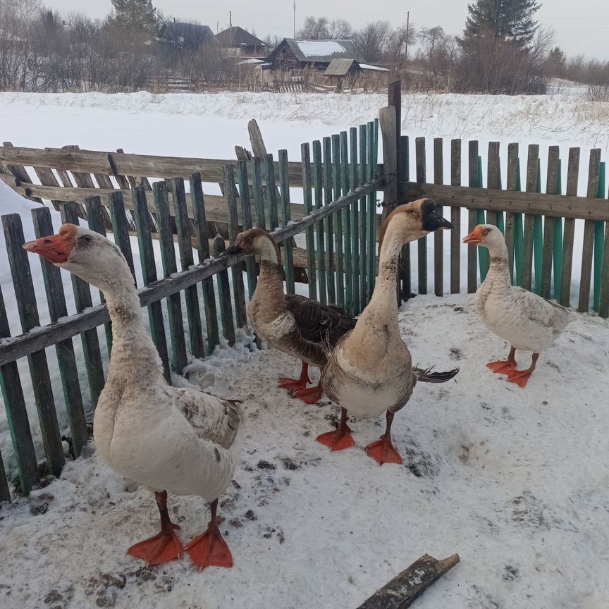 Гуси