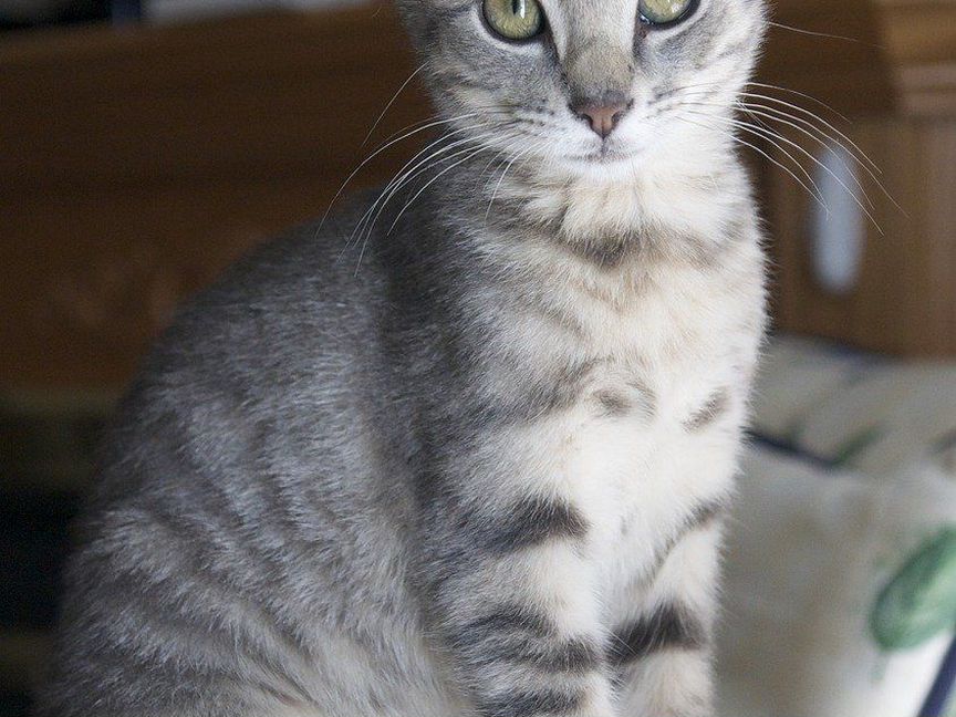 Котята в добрые руки бесплатно