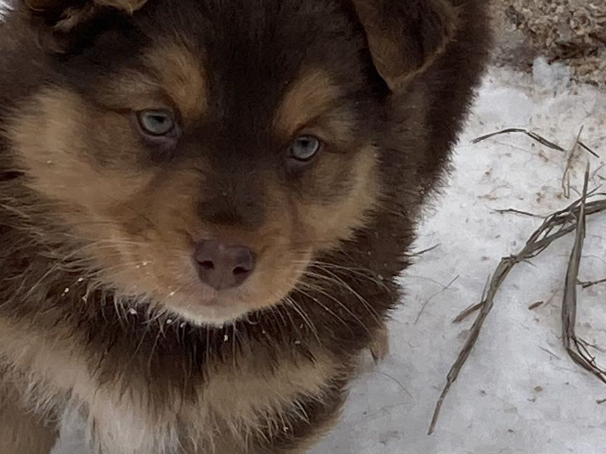 Щенки в добрые руки