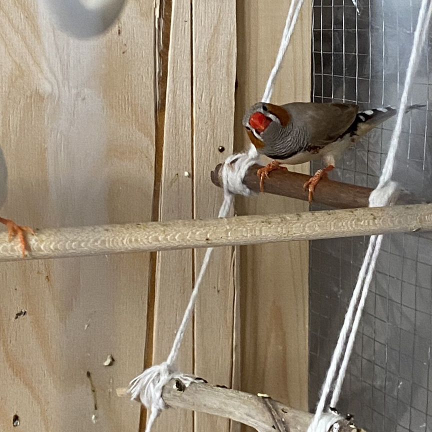 Зебровые амадины