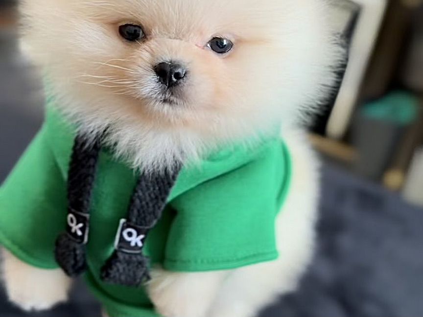 Шпиц Teddy bear face pomeranian