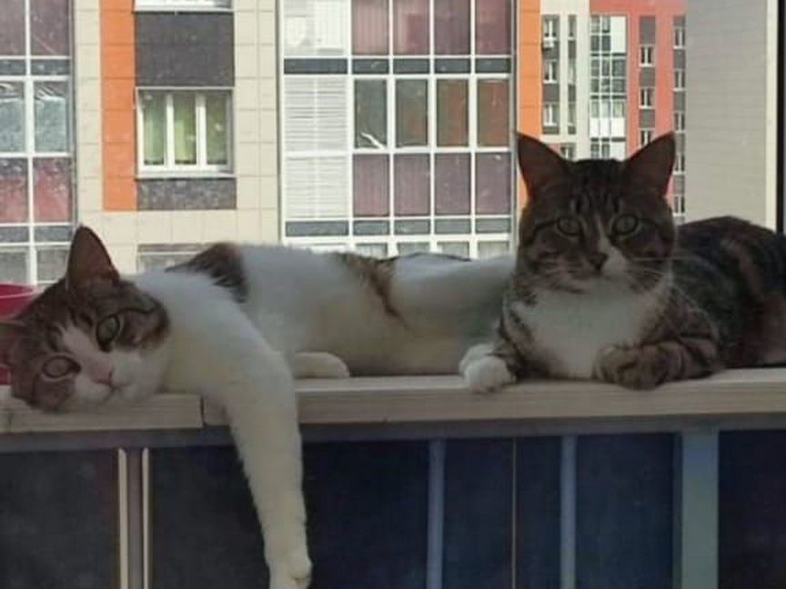 Котики-братики возраст 1 год