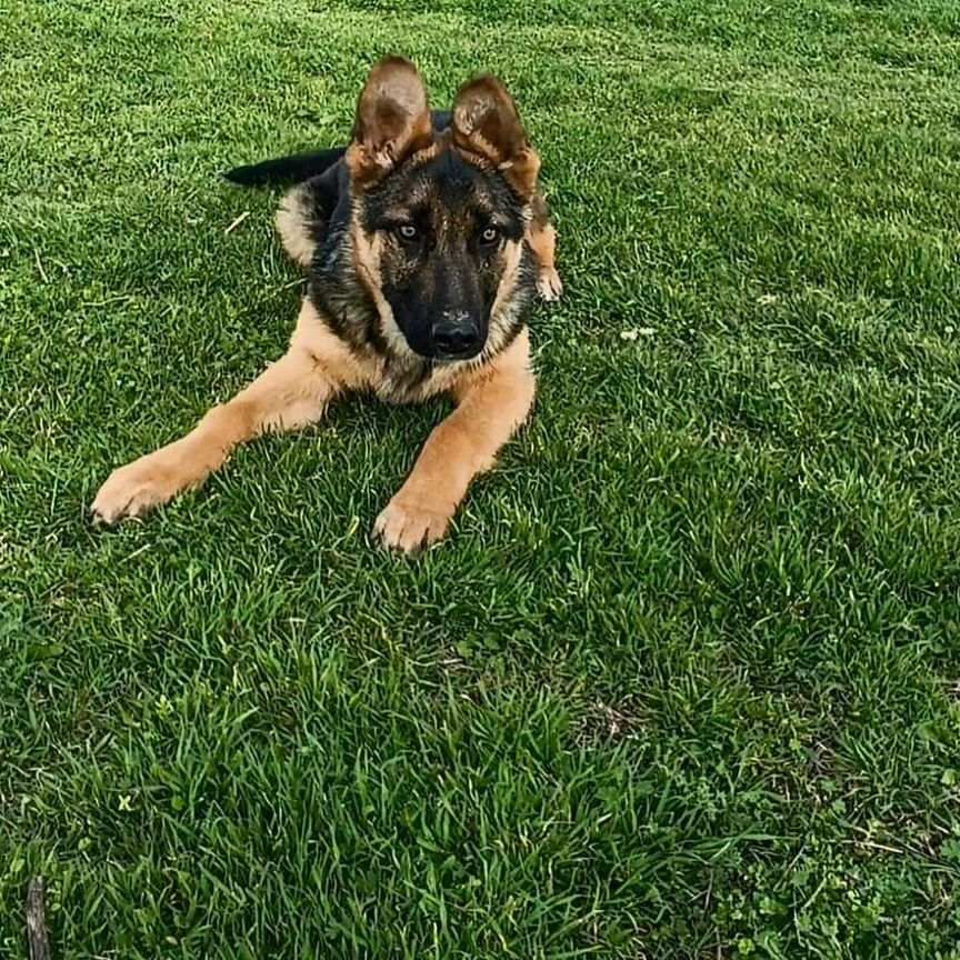 Немецкая овчарка