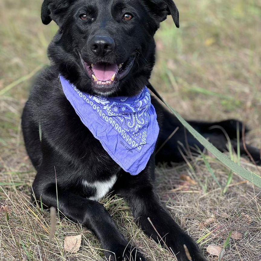 Молодой прекрасный пес ищет дом