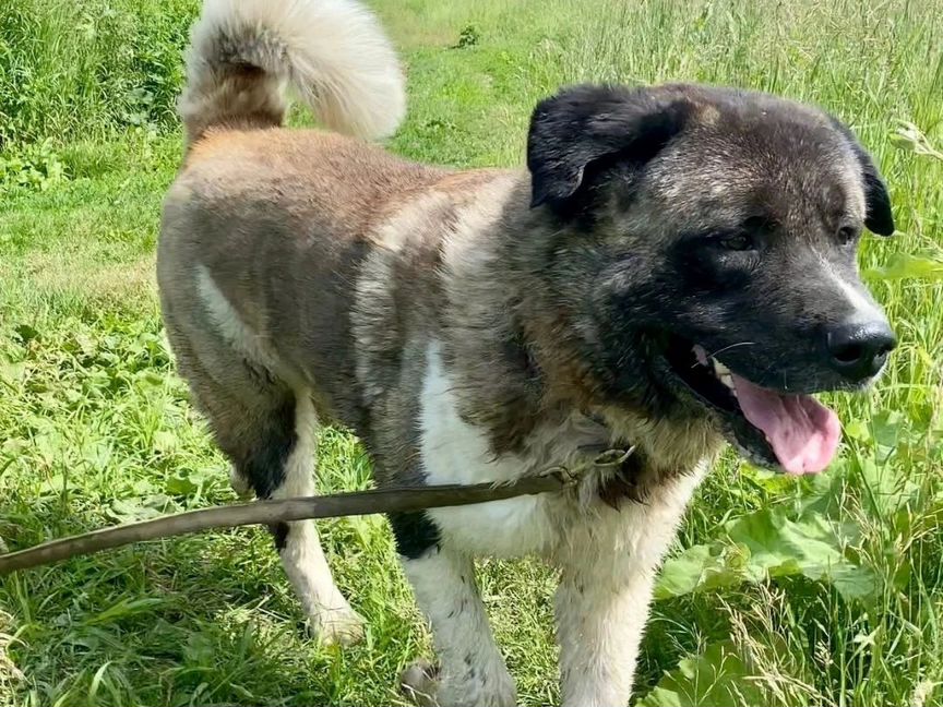 Метис акиты в добрые руки