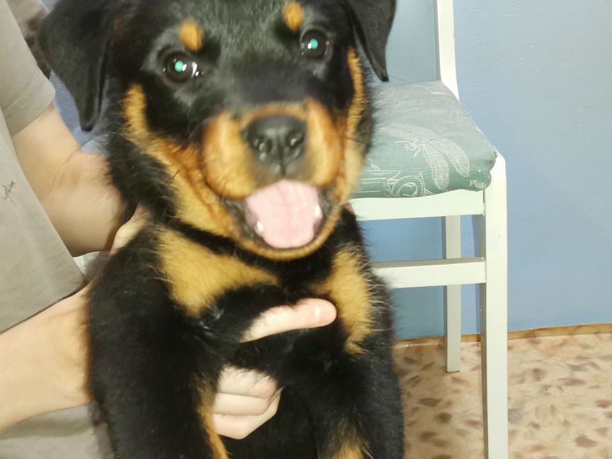 Щенки ротвейлера продажа