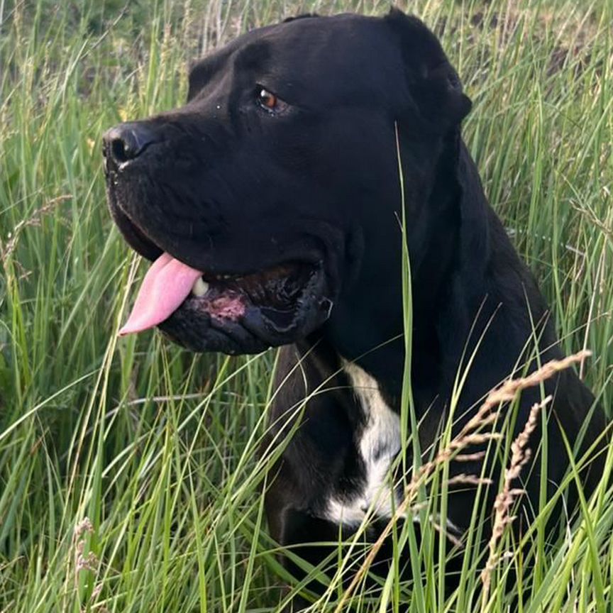 Вязка кобель