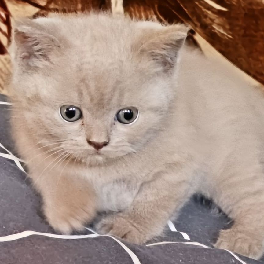 Британский короткошёрстный котёнок