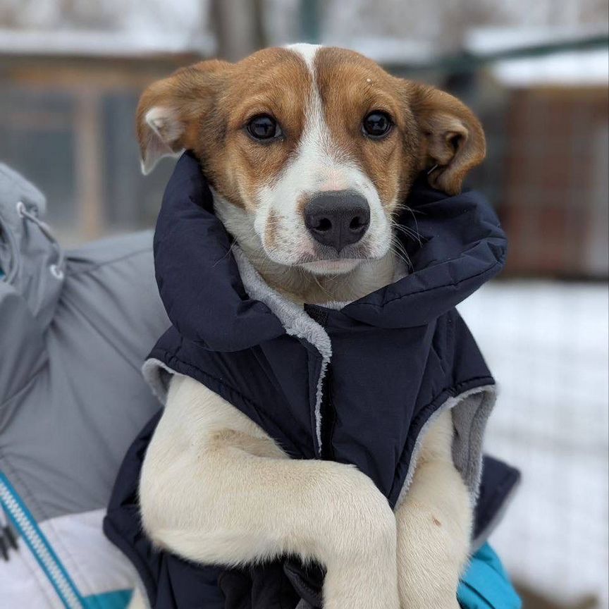 Щенок в добрые руки