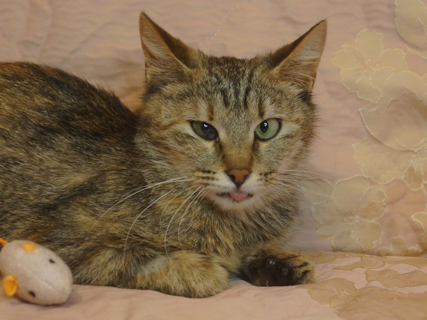 Кошечка Косуля в добрые руки