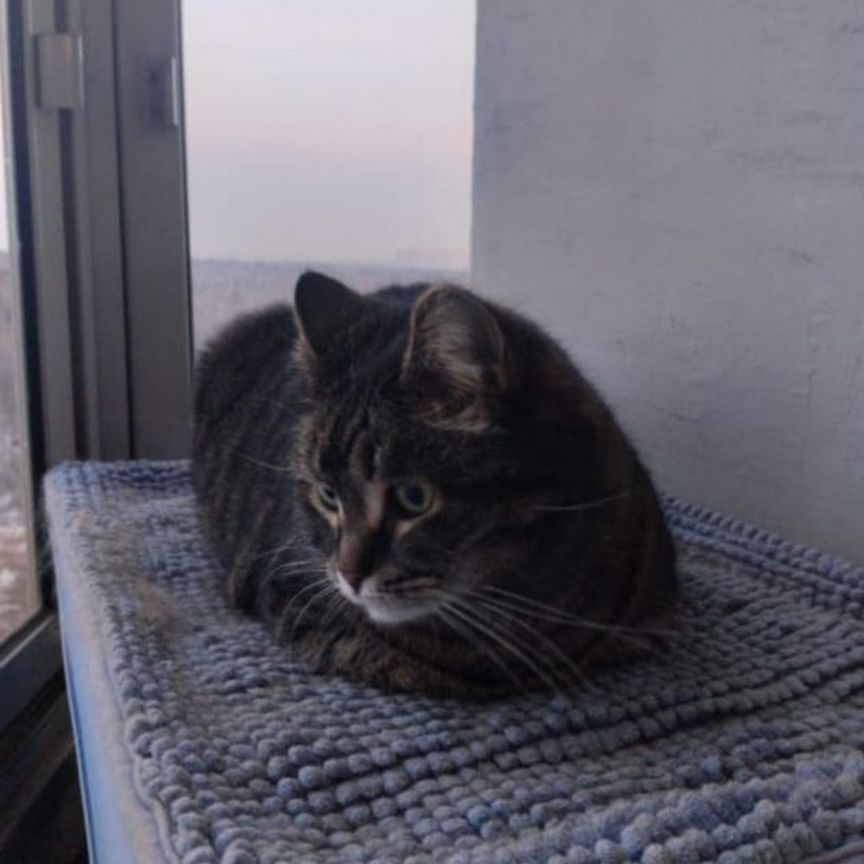 Кошки в добрые руки бесплатно