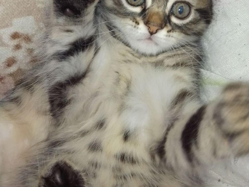 Котята очень пушистые