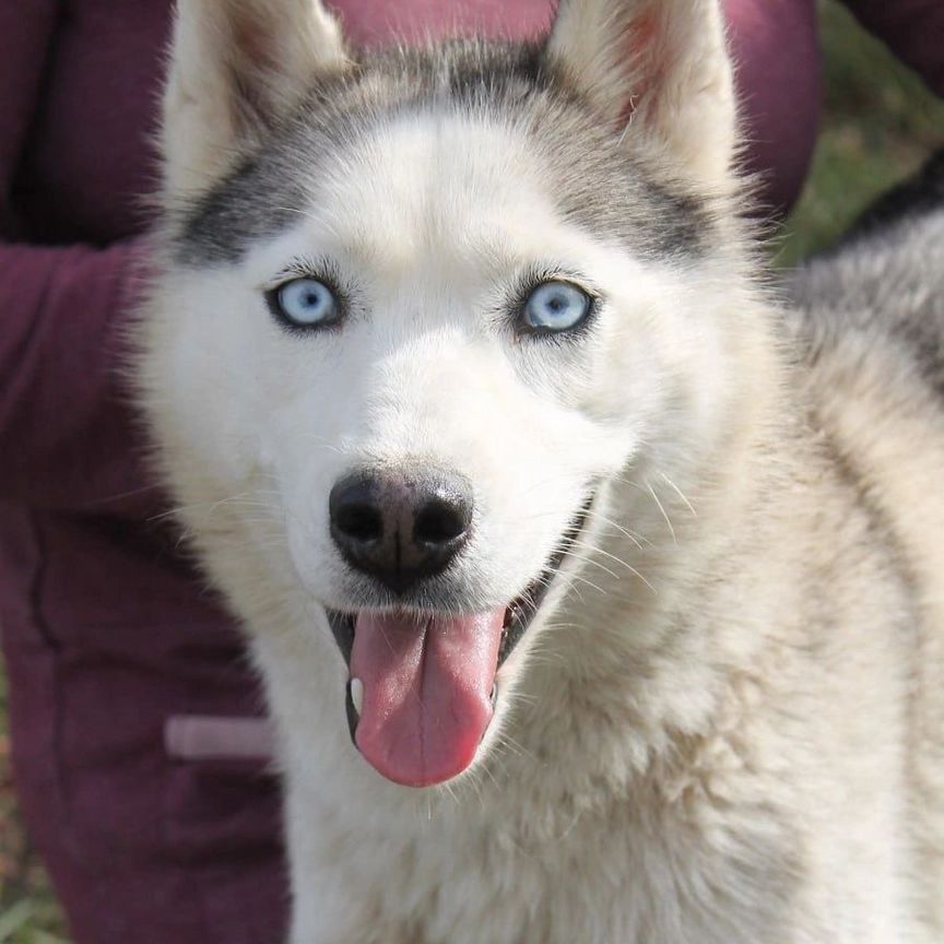 Сибирский хаски