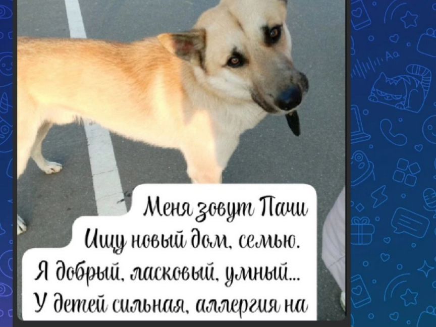 Собака в добрые руки, выкинули из электрички